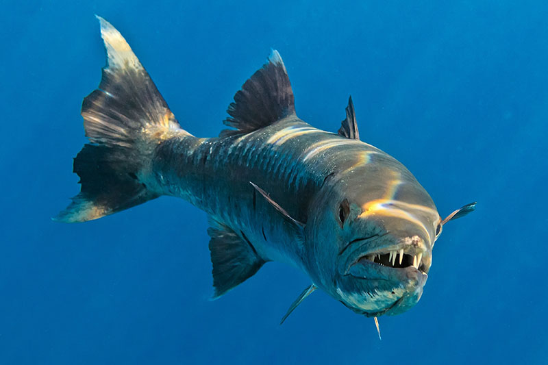 9 of the Most Popular Fish to Catch in the Florida Keys – Boatmart Blog