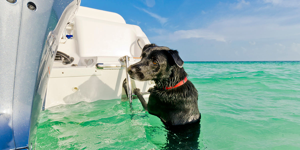 Dogs on Boats Need Proper Care and Precautions – Boatmart Blog